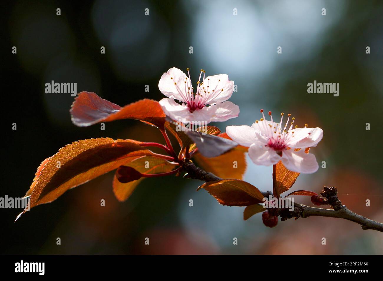 Almond blossom (Prunus dulcis), blossom, macro, close, branch ...