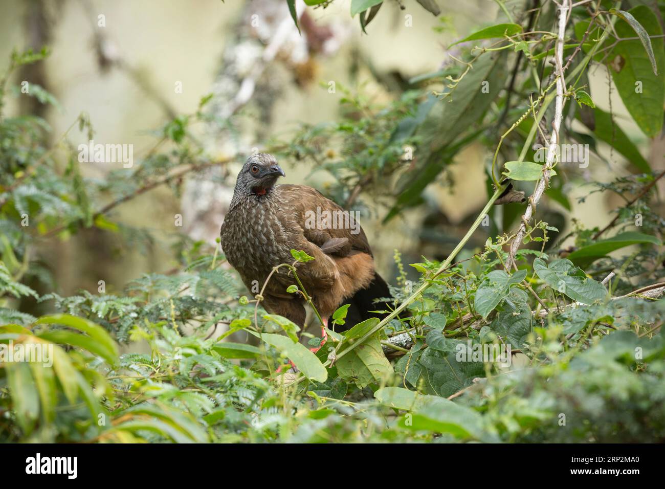 Andean guan Penelope montagnii, adult perched in tree canopy, Machu ...