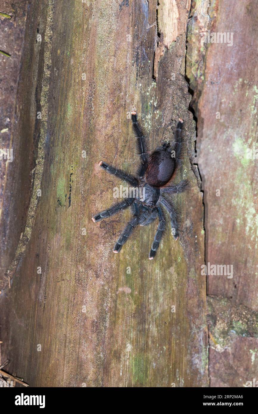 Avicularia Amazonica