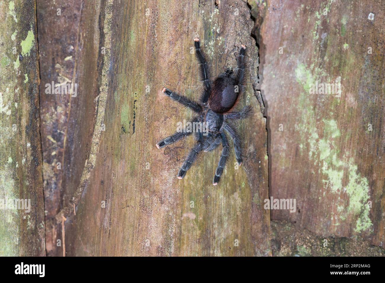 Amazon pink toe spider Avicularia juruensis, adult female resting on ...