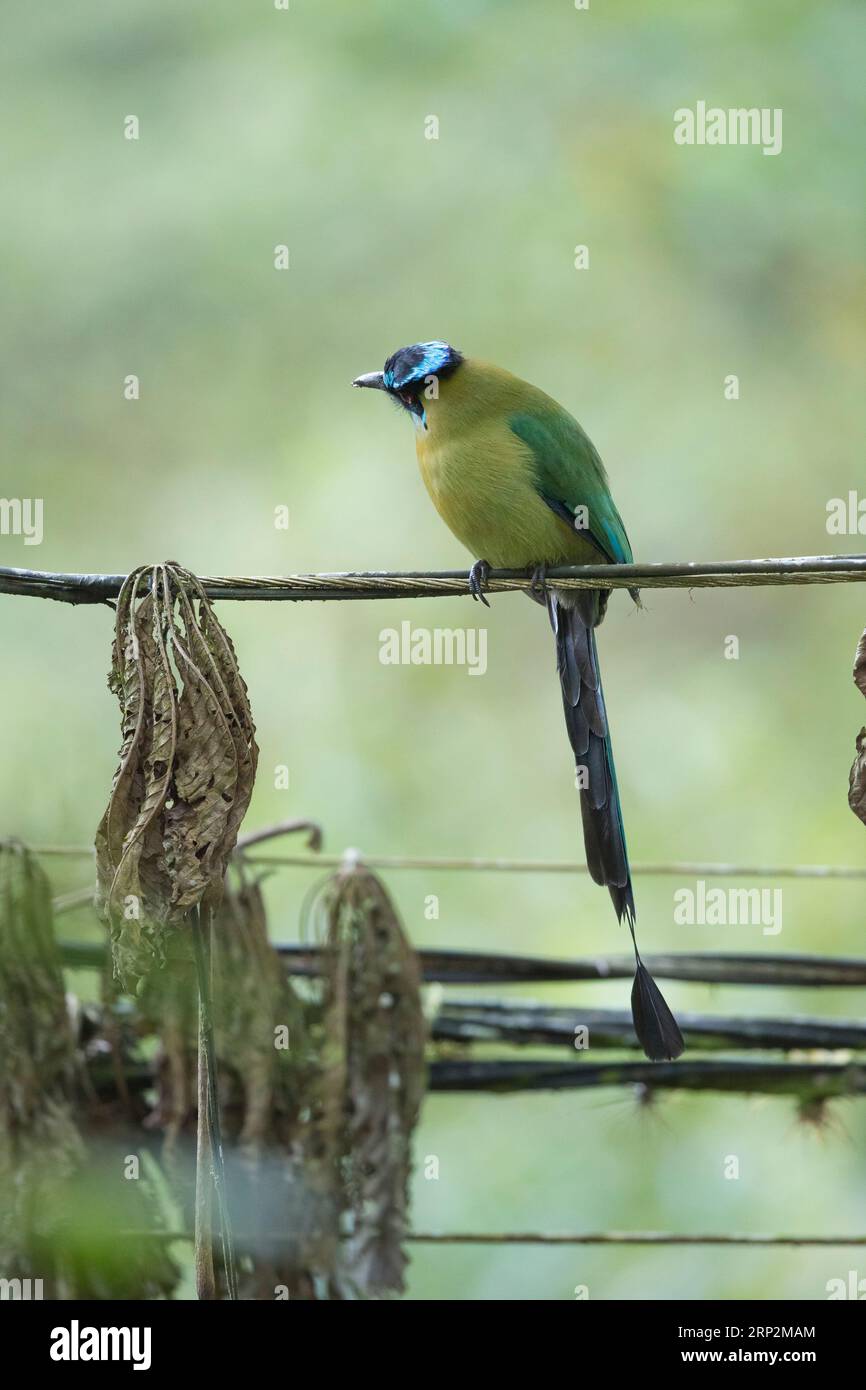 Andean motmot Momotus aequatorialis, adult perched on wires, Machu ...