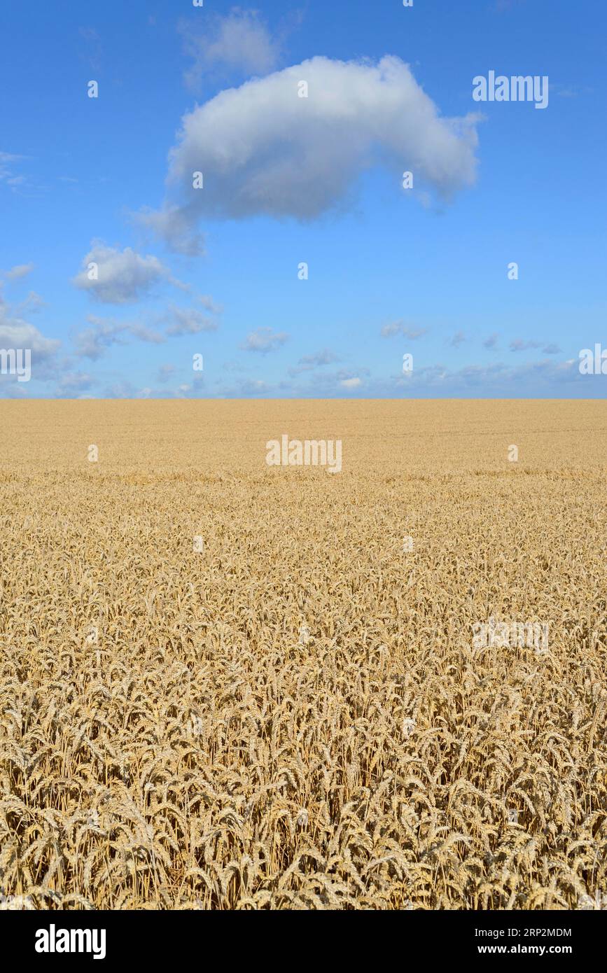 Cloud formation, low clouds (cumulus) over a crop field, blue sky ...