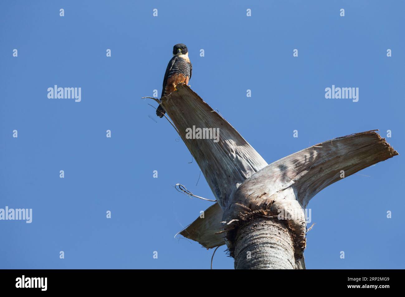 Bat falcon Falco rufigularis, adult male perched on top of palm tree ...