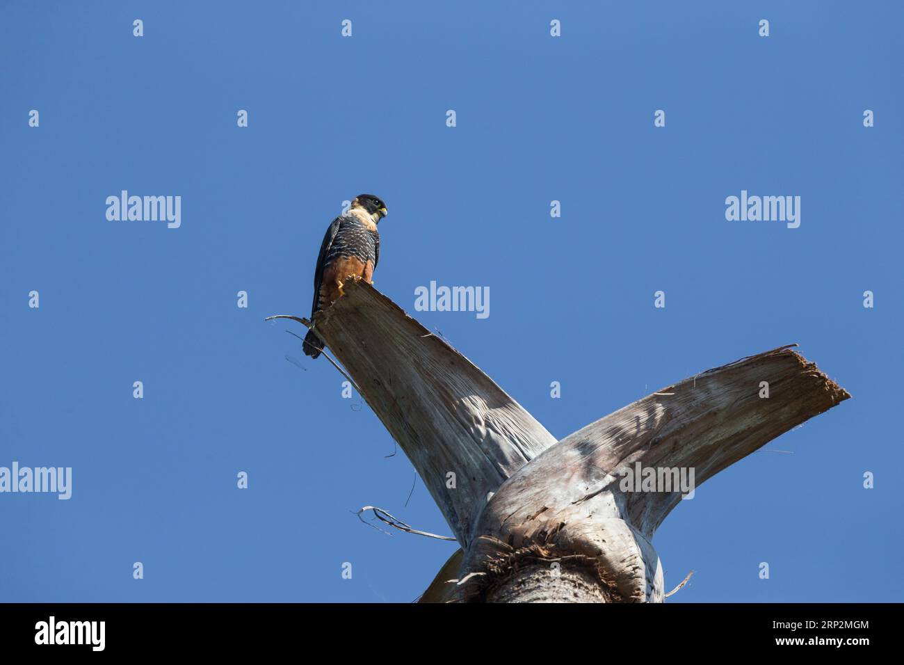 Bat falcon Falco rufigularis, adult male perched on top of palm tree ...
