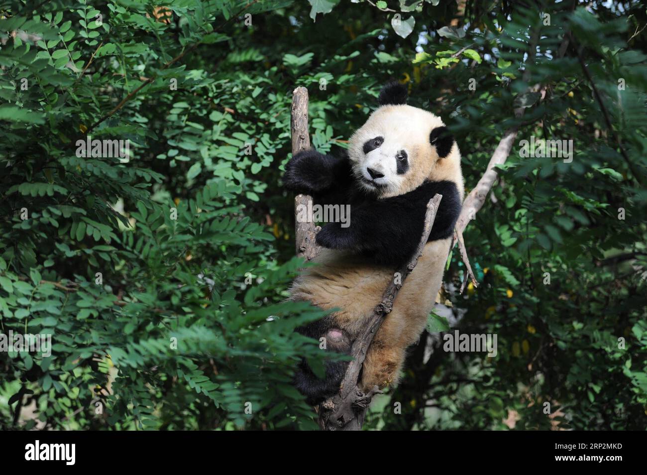 (180907) -- XI AN, Sept. 7, 2018 -- Giant panda cub Shan Zai plays at ...