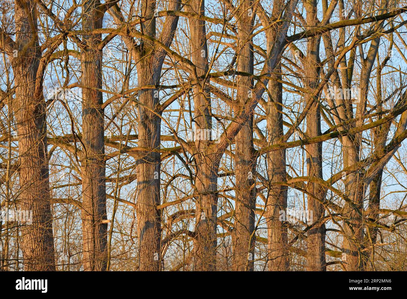 Deciduous trees, poplar (Populus), mighty trunks in the light of the ...