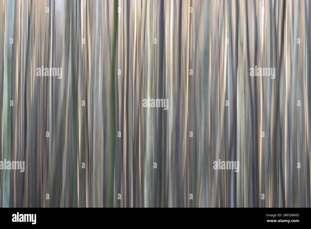 Deciduous forest, dense stand of young trees, birch (Betula), wisp ...