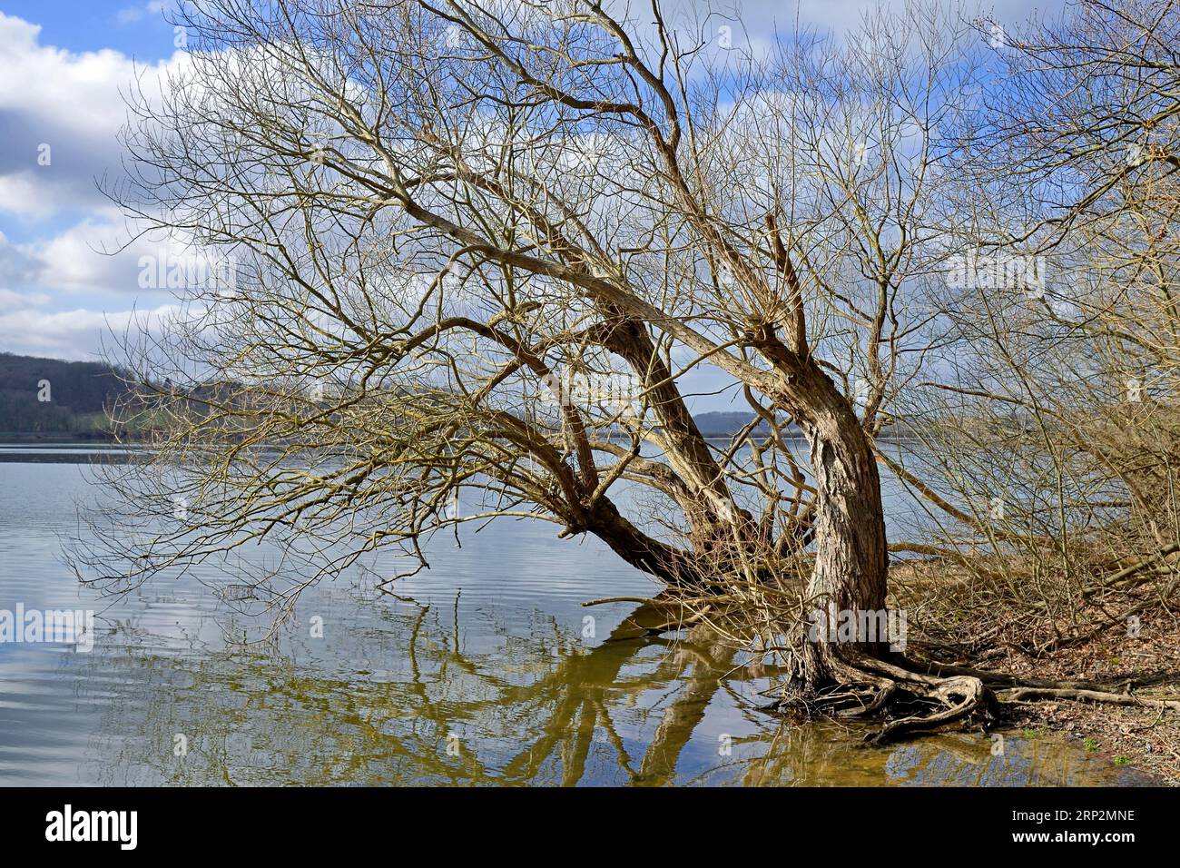 Moehnesee, deciduous trees on the shore, blue cloudy sky ...
