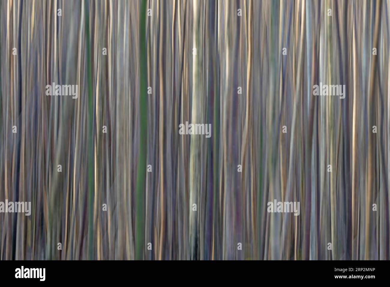 Deciduous forest, dense stand of young trees, birch (Betula), wisp ...