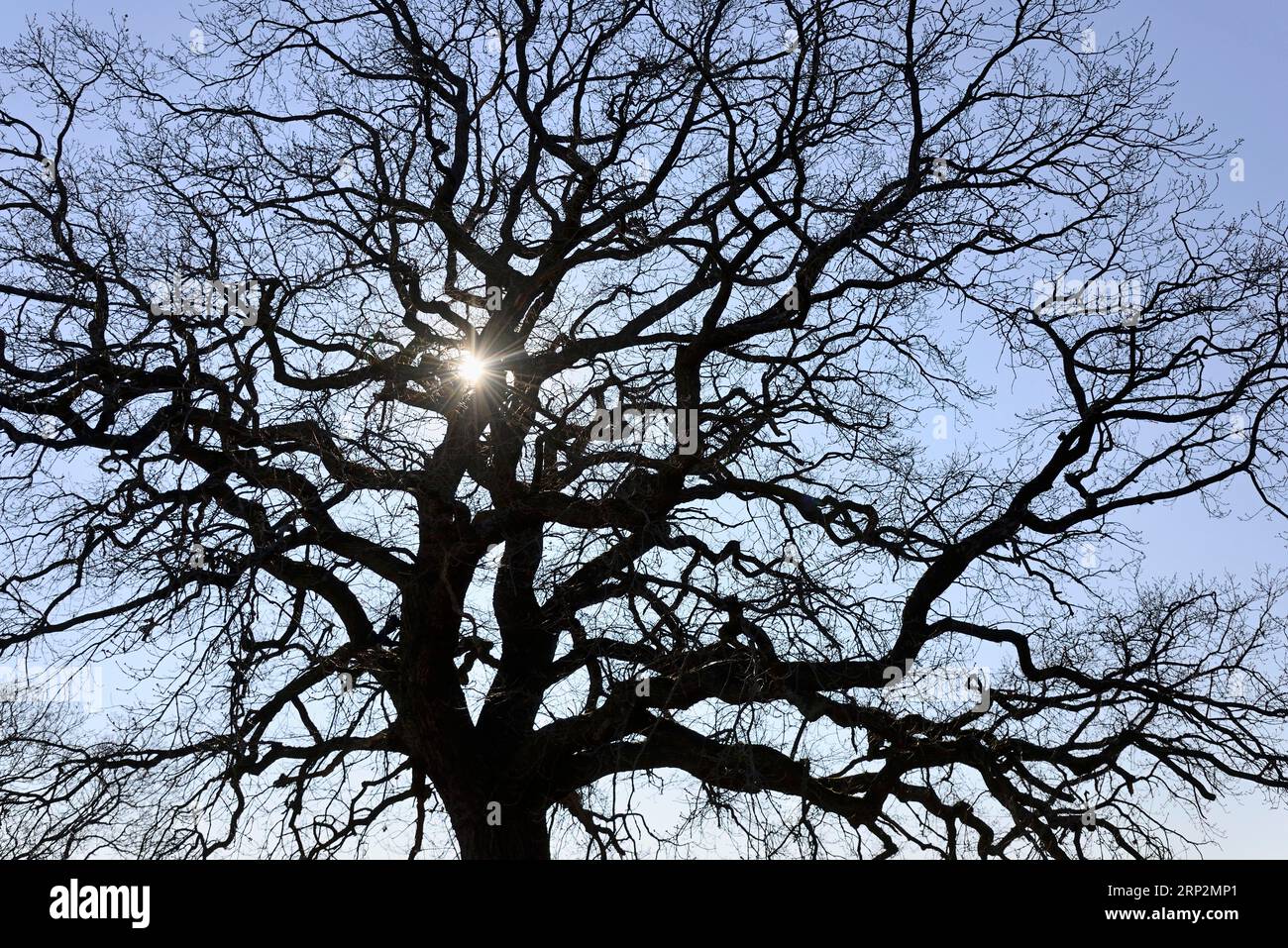 Tree crown, oak tree (Quercus) in backlight with sun star, blue sky ...