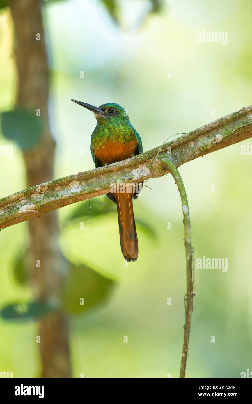 Bluish-fronted jacamar Galbula cyanescens, adult female perched in ...