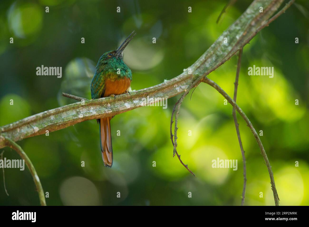 Bluish-fronted jacamar Galbula cyanescens, adult female perched in ...