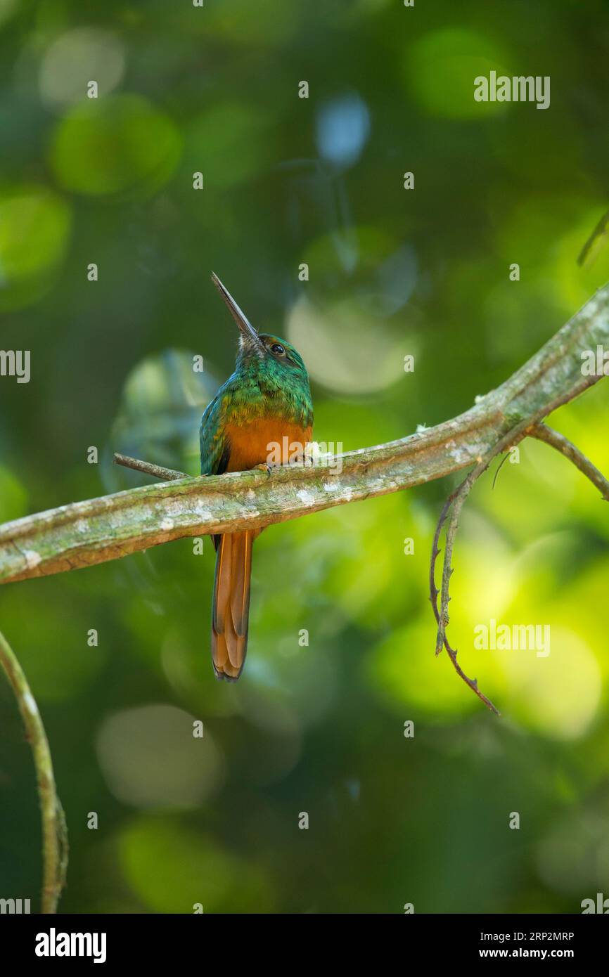 Bluish-fronted jacamar Galbula cyanescens, adult female perched in ...