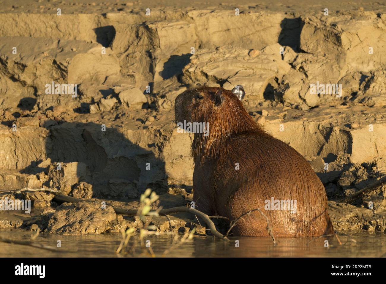 Capybara Hydrochoerus hydrochaeris, adult foraging along riverbank ...