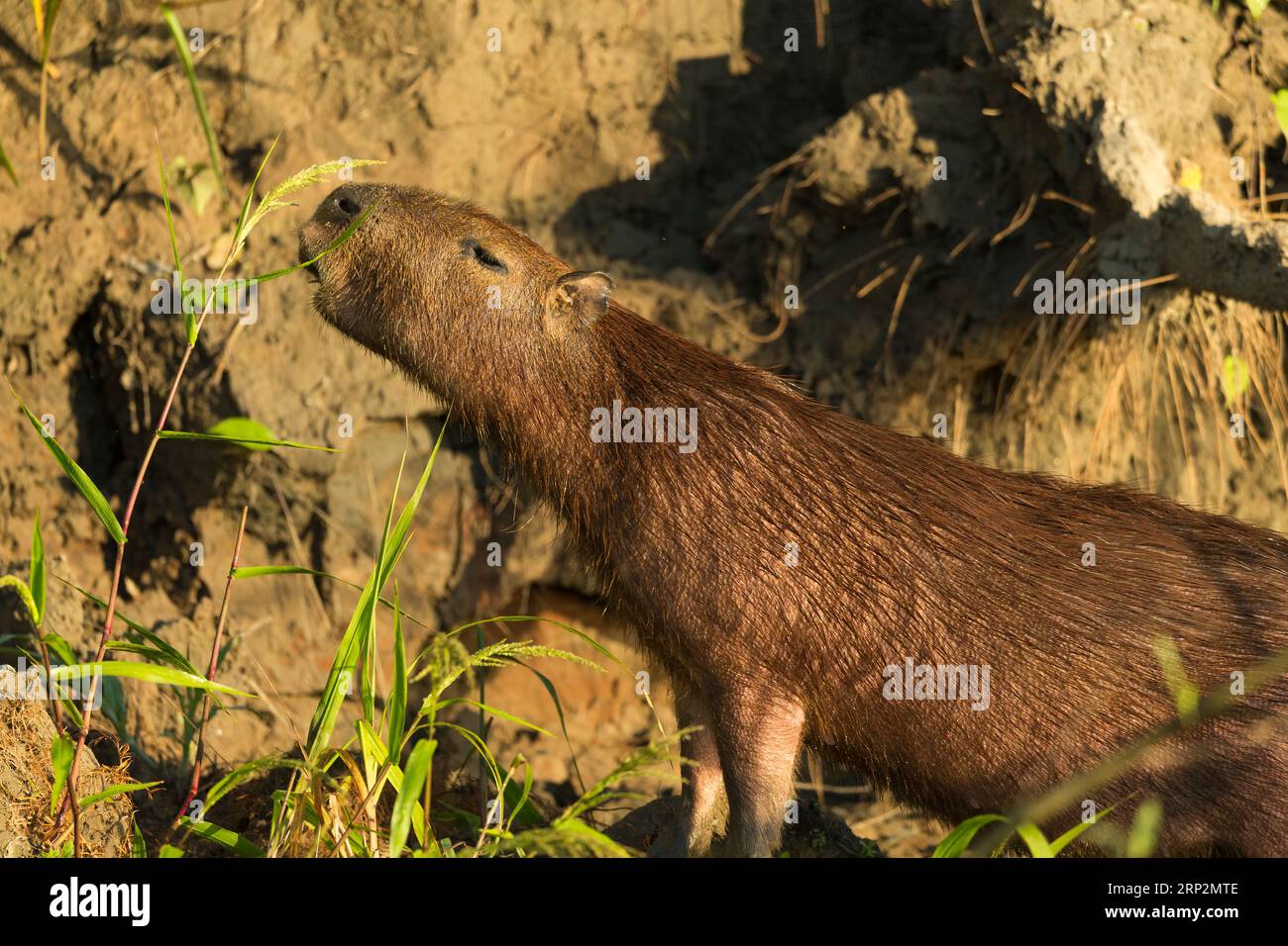 Capybara Hydrochoerus hydrochaeris, adult foraging along riverbank ...