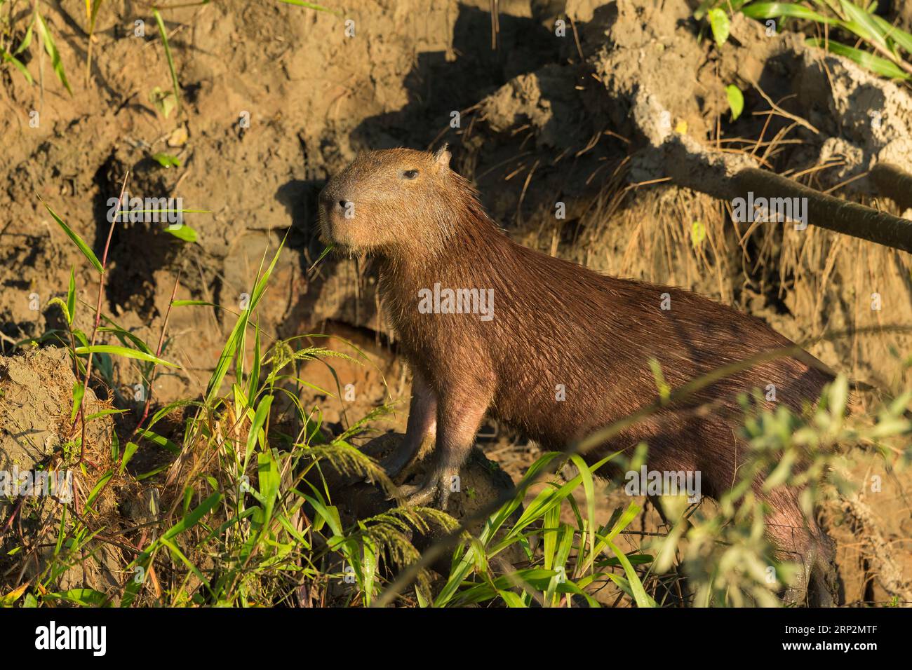 Capybara Hydrochoerus hydrochaeris, adult foraging along riverbank ...