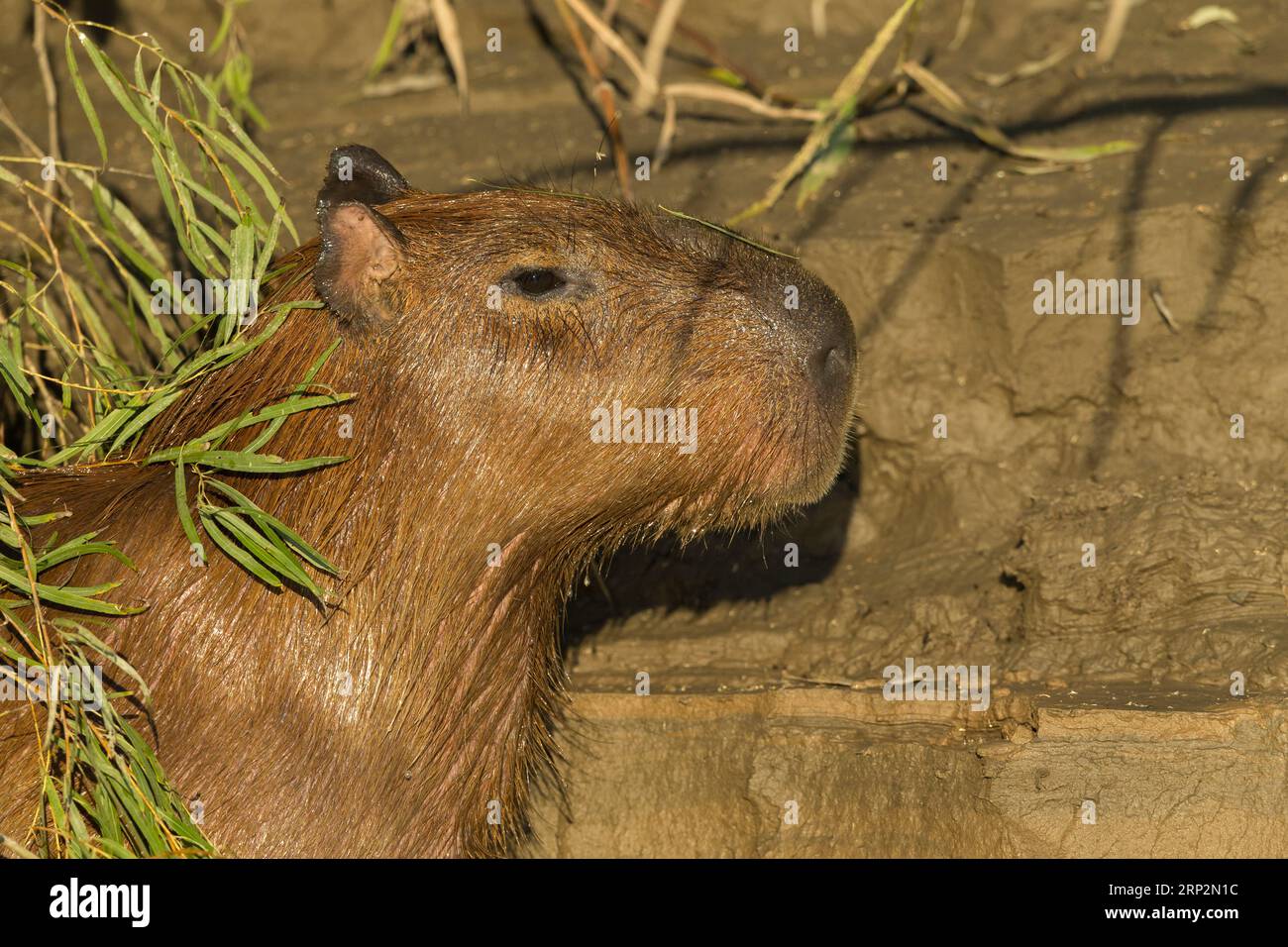 Capybara Hydrochoerus hydrochaeris, adult foraging along riverbank ...