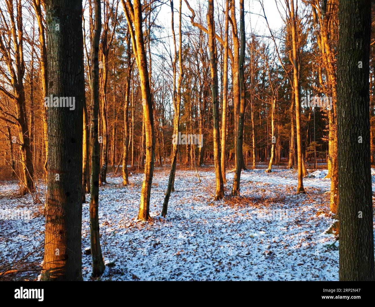 Winter european hornbeam and oak woodland at Sorsko polje, Slovenia ...