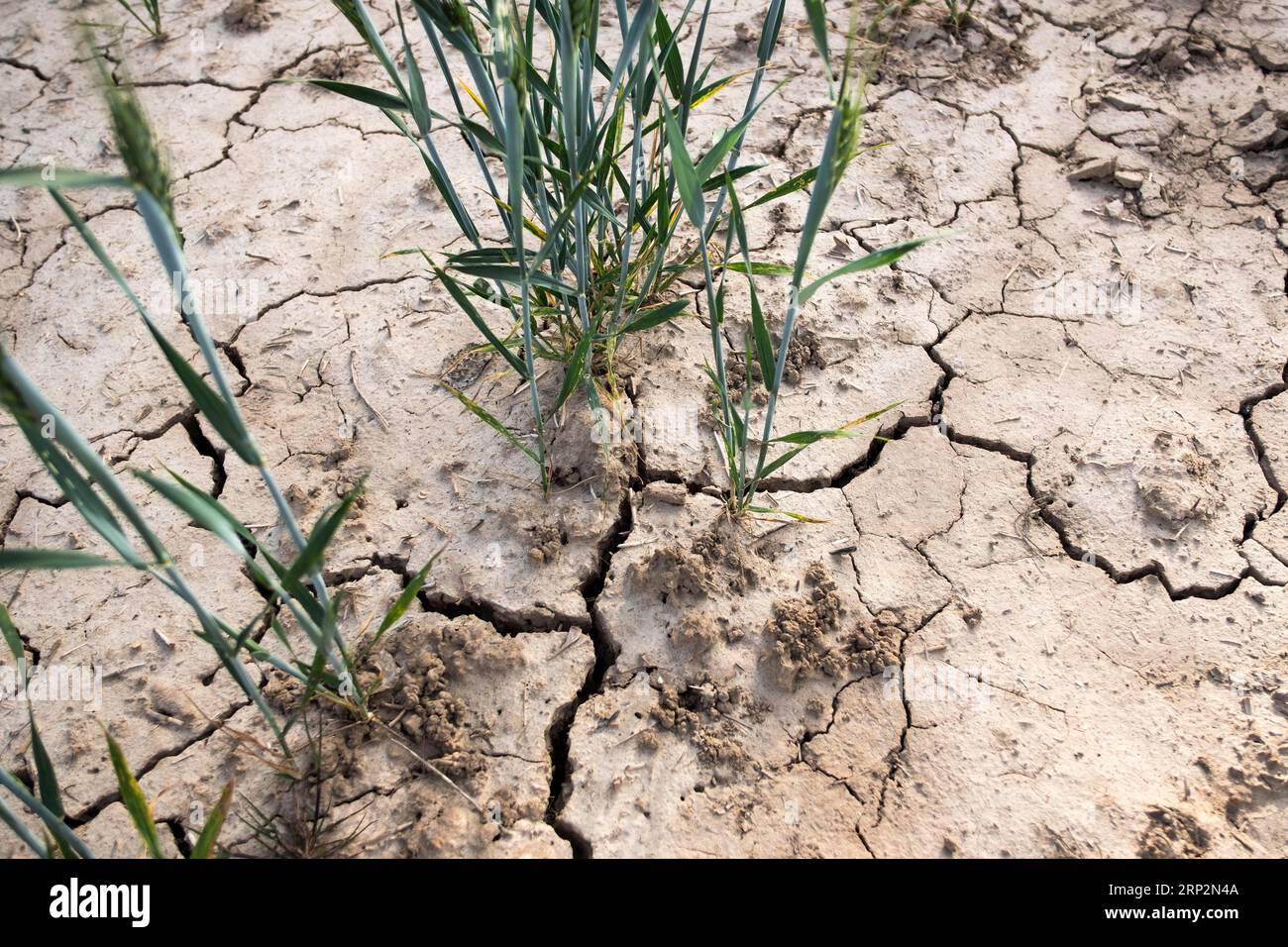 Soil of a wheat field with cracks and furrows after prolonged drought ...
