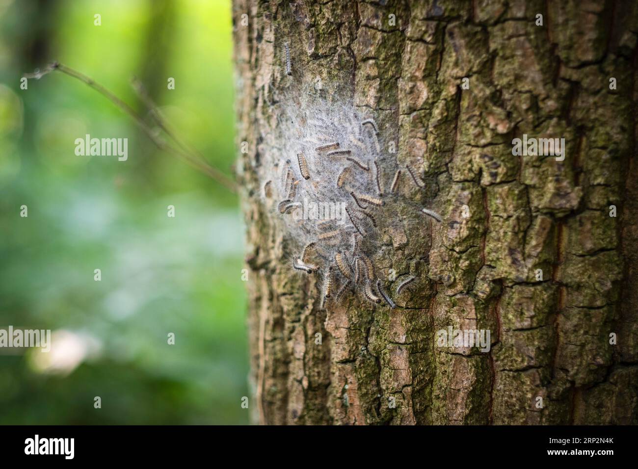 Nest of oak processionary moths on an oak tree in Duesseldorf, Germany ...