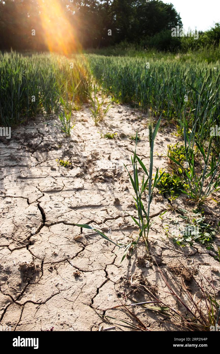 Soil of a wheat field with cracks and furrows after prolonged drought ...
