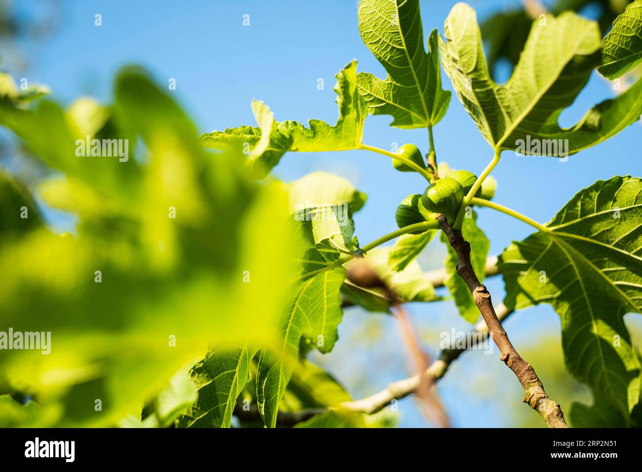Ripe figs on the tree hi-res stock photography and images - Alamy