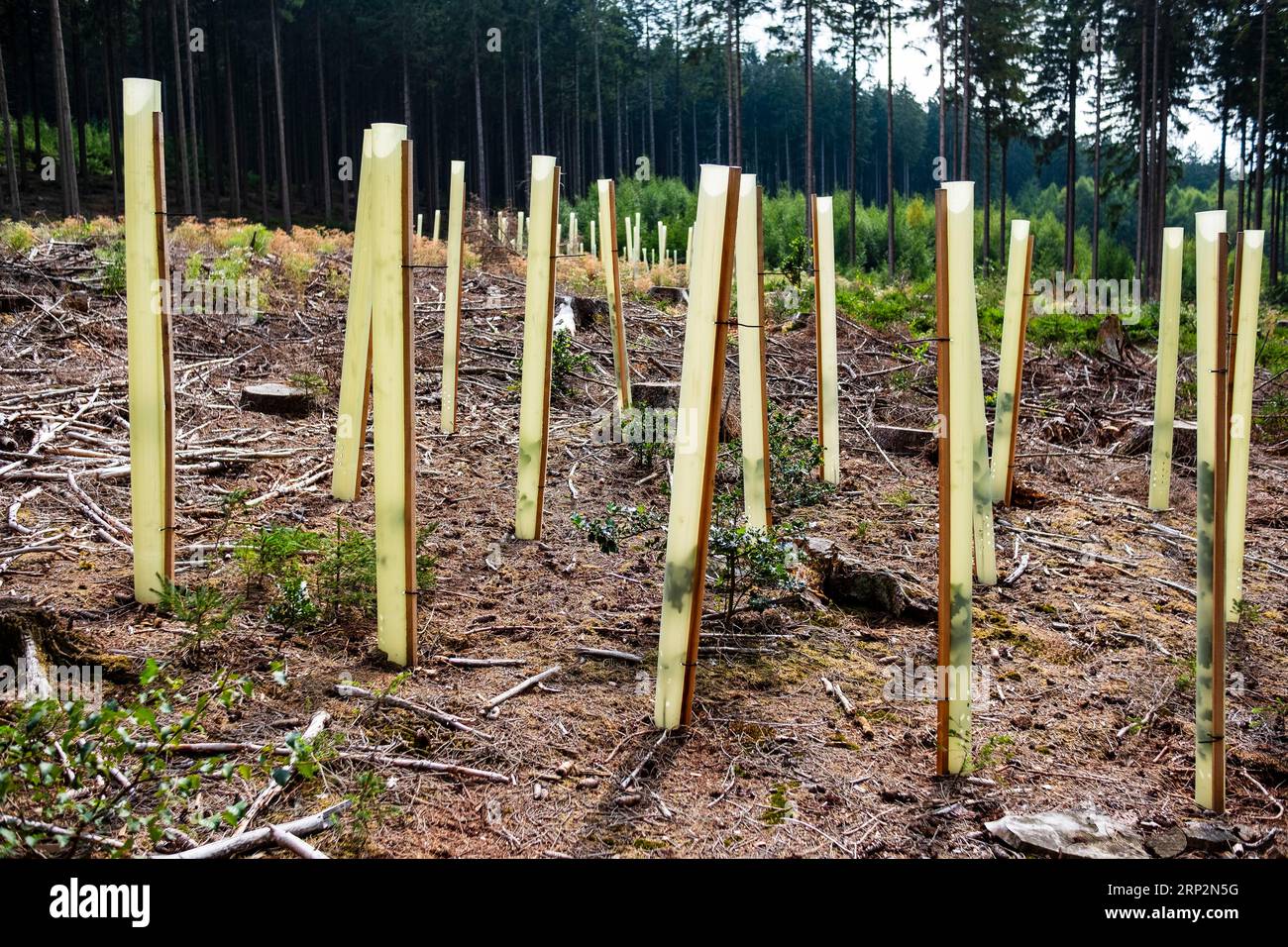 New deciduous tree seedlings in a clearing of a coniferous forest Stock ...