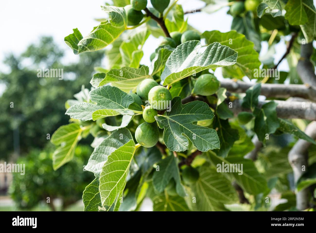 Fig tree and blue sky hi-res stock photography and images - Alamy