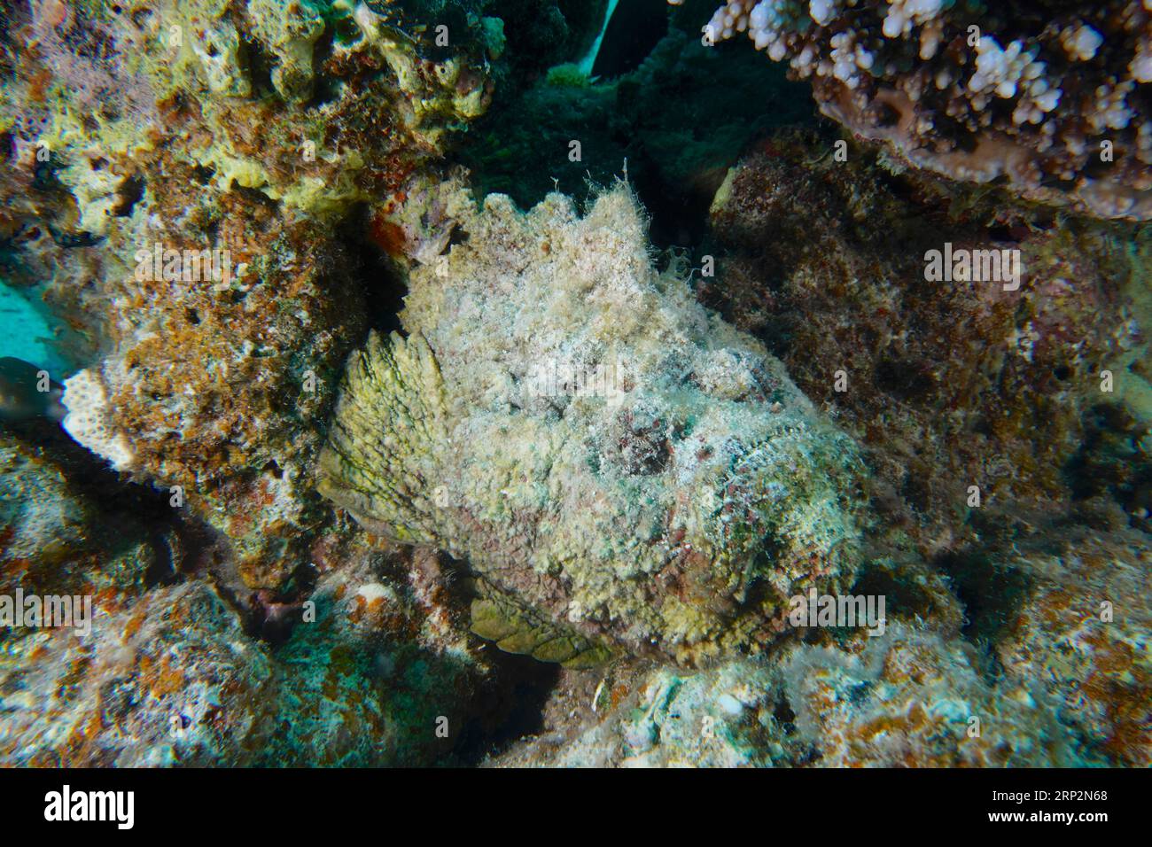 Reef stonefish (Synanceia verrucosa), House reef dive site, Mangrove ...