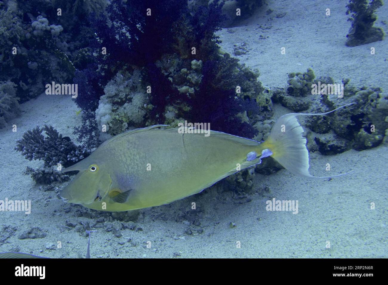 Bluespine unicornfish (Naso unicornis), Ras Mohammed National Park dive ...