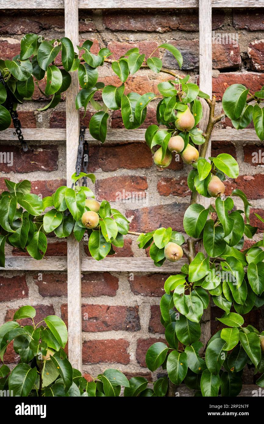 Scaffolding on brick wall hi-res stock photography and images - Alamy