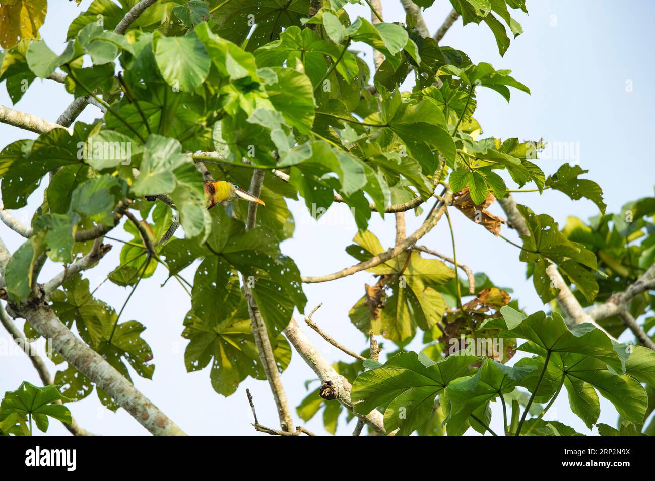 Curl-crested araçari Pteroglossus beauharnaisii, adult perched in tree ...