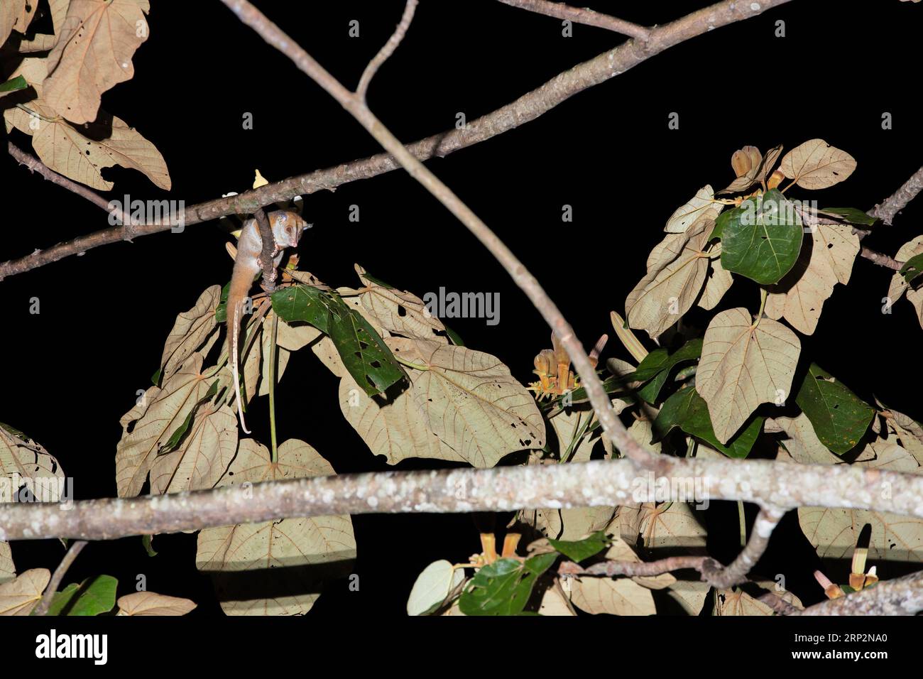 Derby’s woolly opossum Caluromys derbianus, adult perched in tree ...