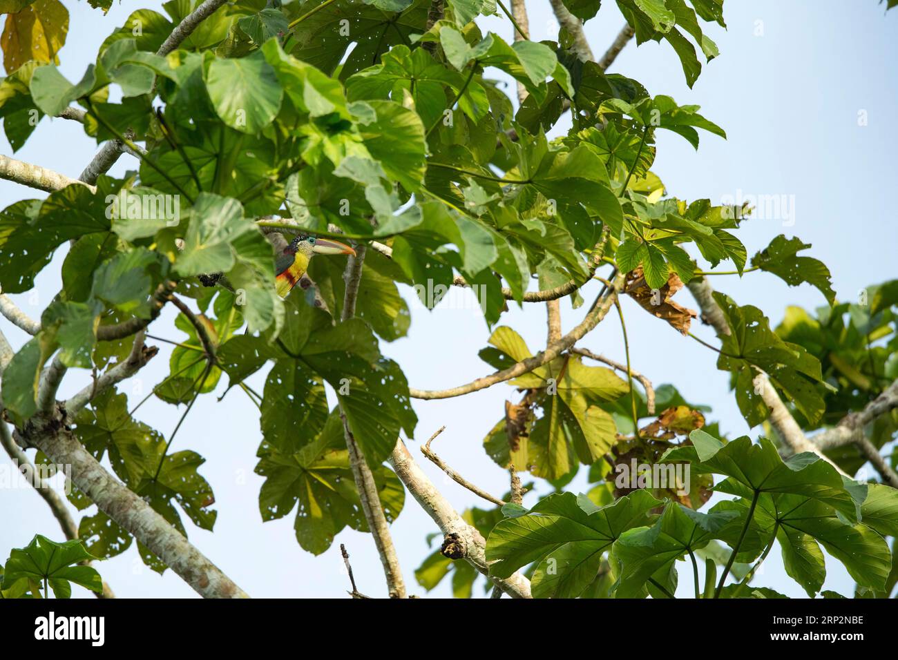 Curl-crested araçari Pteroglossus beauharnaisii, adult perched in tree ...
