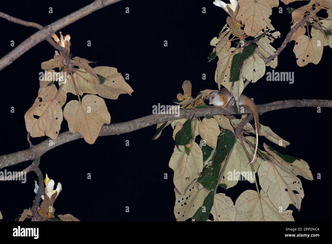 Derby's woolly opossum Caluromys derbianus, adult climbing through tree ...