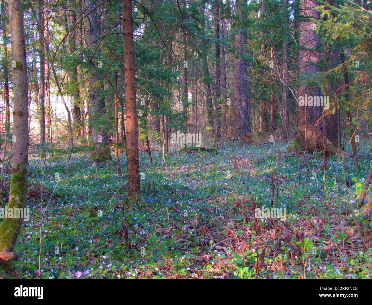 Spruce forest at Sorsko polje, Slovenia in spring time with wood ...
