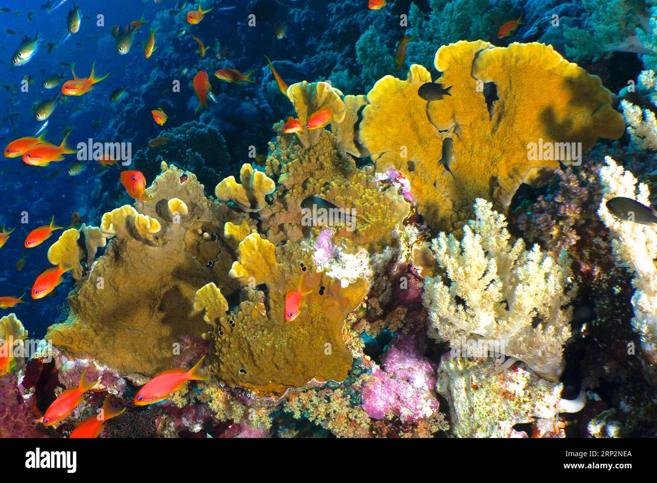 Blade fire coral hi-res stock photography and images - Alamy