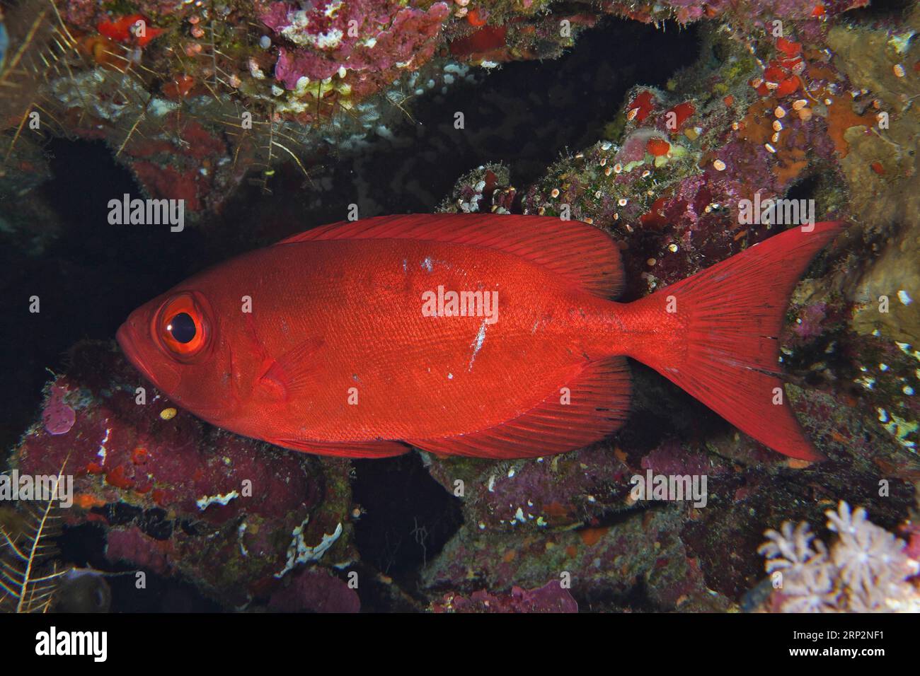 Common bigeye (Priacanthus hamrur), Daedalus Reef dive site, Egypt, Red ...