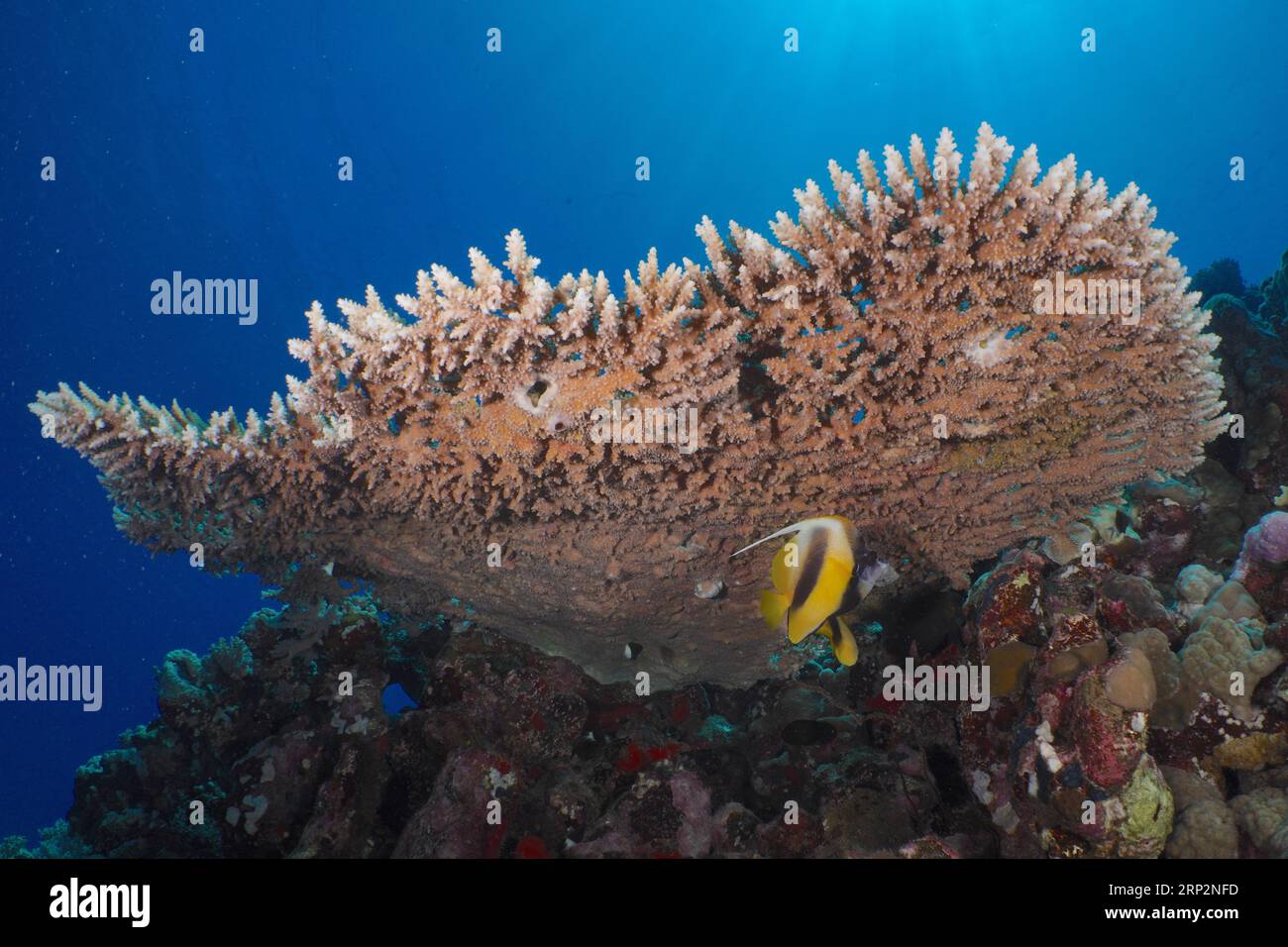 Pharaoh antler coral hi-res stock photography and images - Alamy