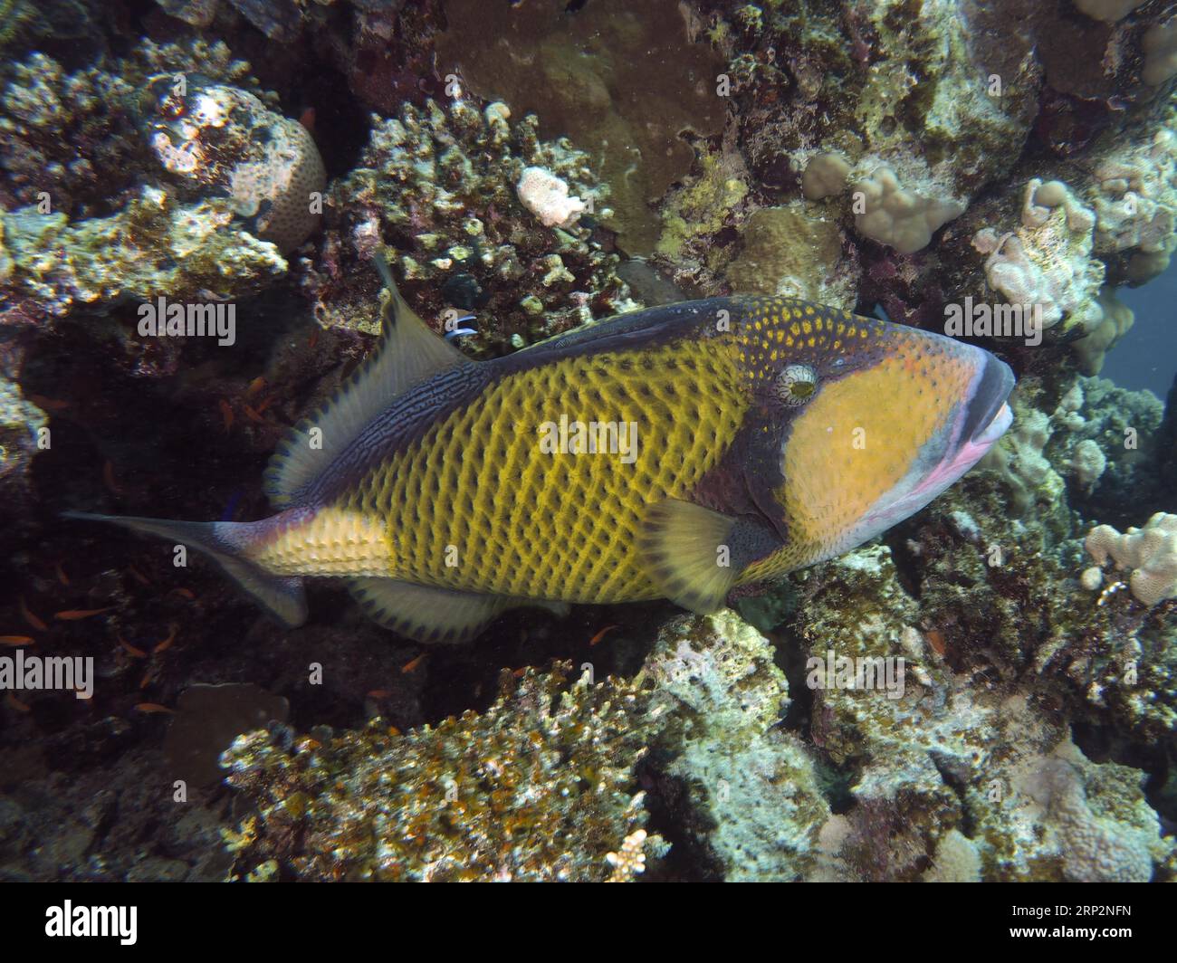 Titan triggerfish (Balistoides Viridescens), House Reef dive site ...