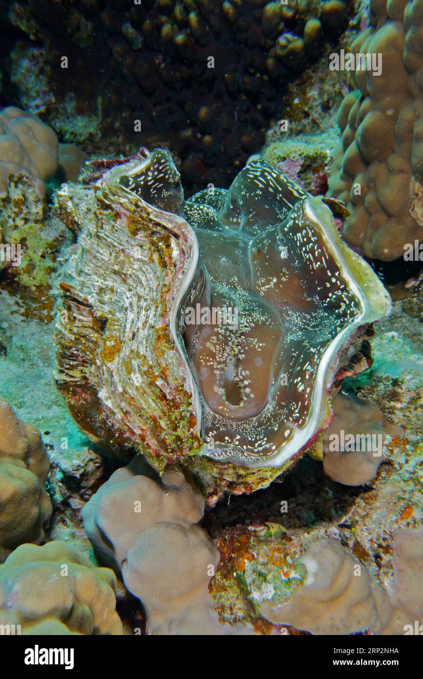 Maxima clam (Tridacna maxima), Panorama Reef Dive Site, Hurghada, Egypt ...