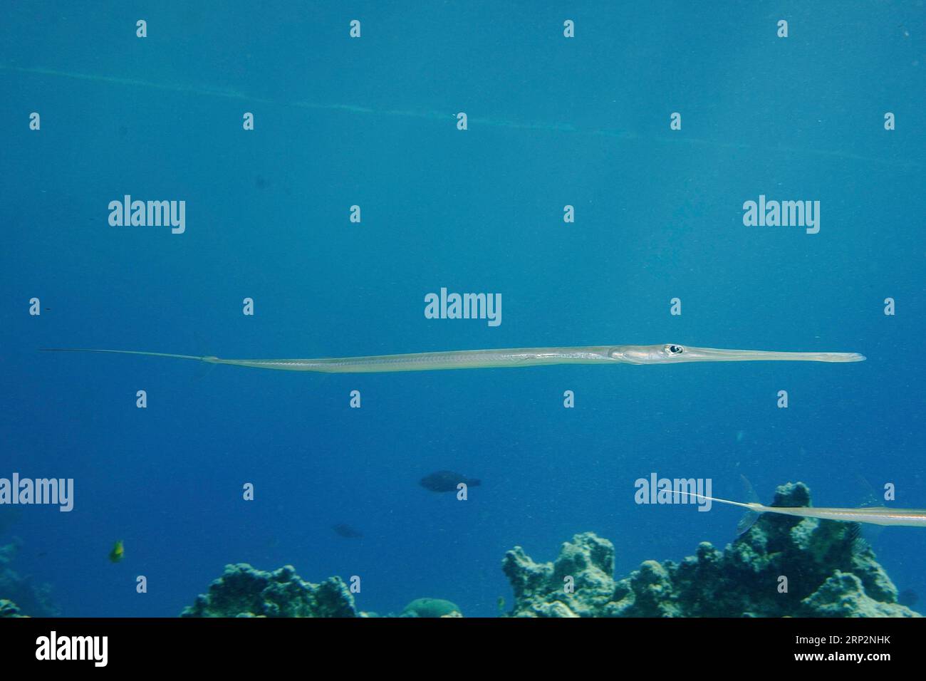Bluespotted cornetfish (Fistularia commersonii), House Reef dive site ...