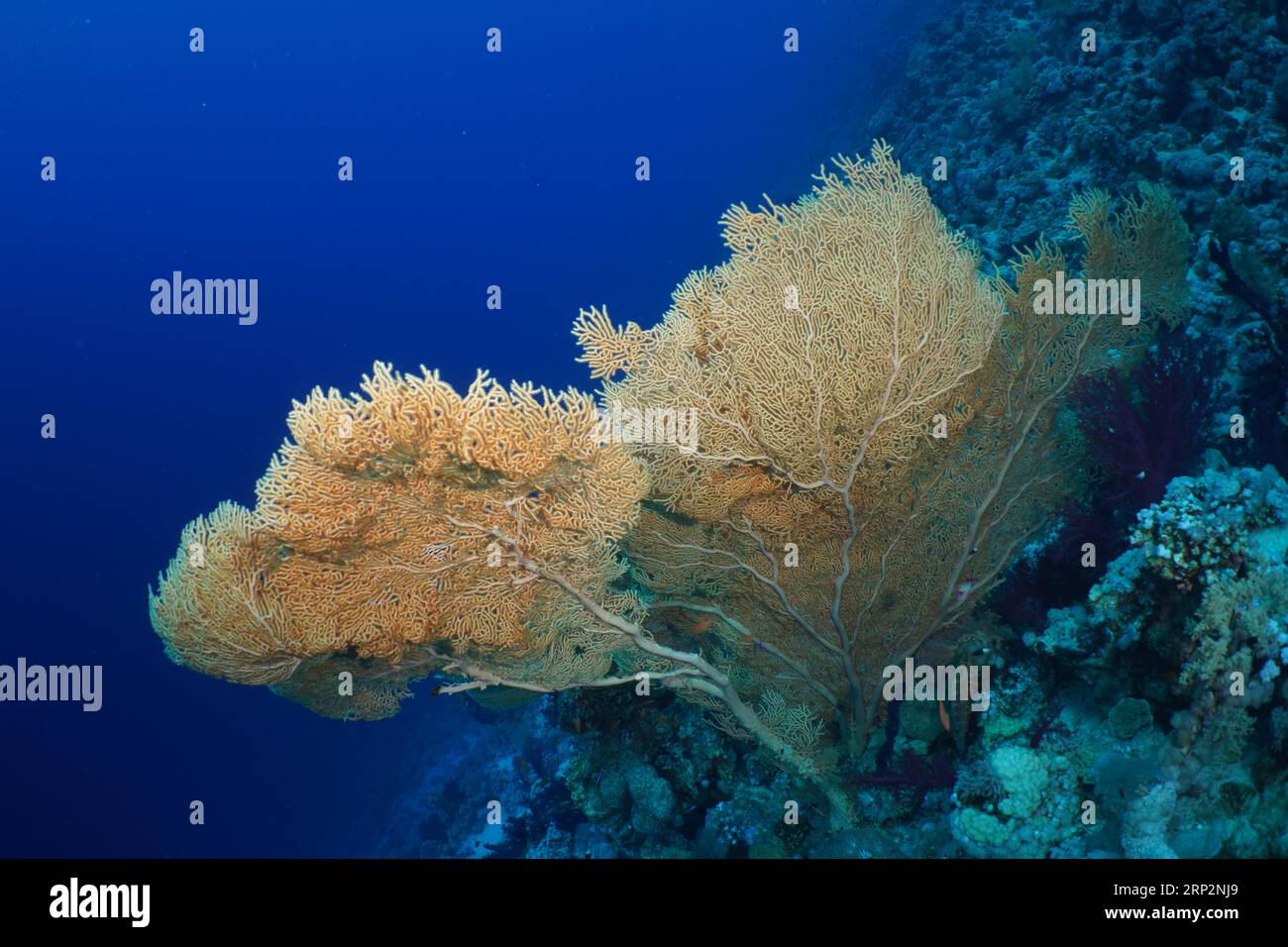 Giant sea fan (Annella mollis), Gordon Reef dive site, Strait of Tiran ...