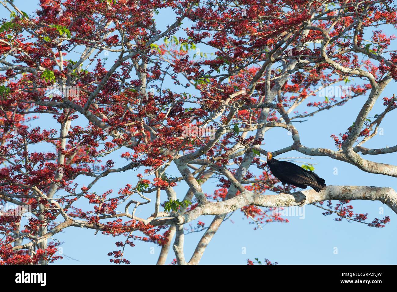 Greater yellow-headed vulture Cathartes melambrotus, adult perched in ...