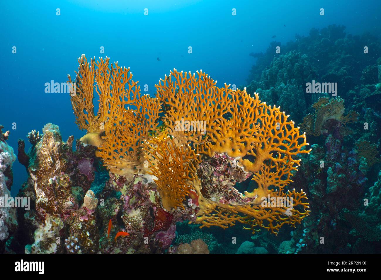 Net fire coral (Millepora dichotoma), Dive Site House Reef, Mangrove ...
