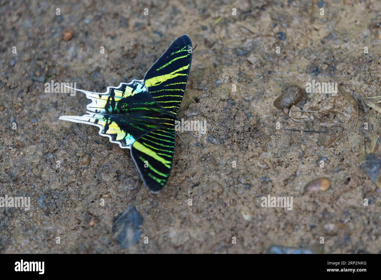 Green urania hi-res stock photography and images - Alamy