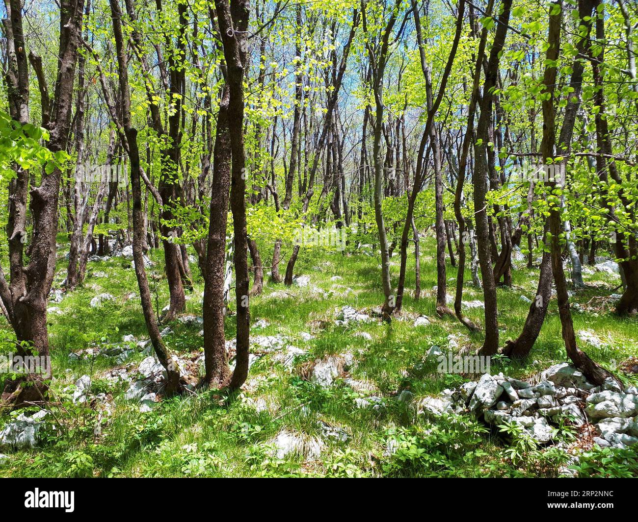Bright green european hop hornbeam forest at Trnovo Forest Plateau in ...