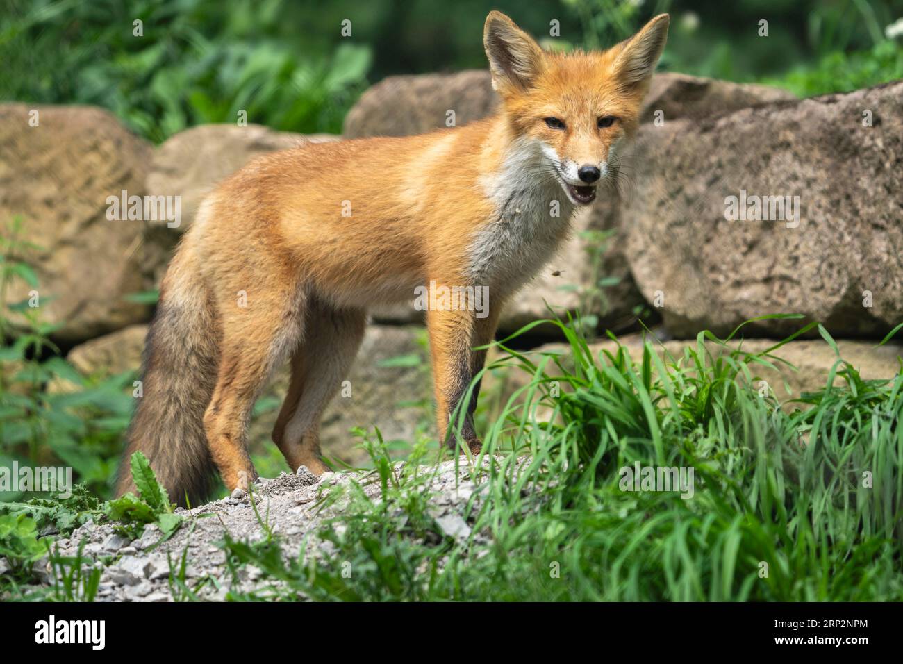 Red fox cubs meadow hi-res stock photography and images - Alamy