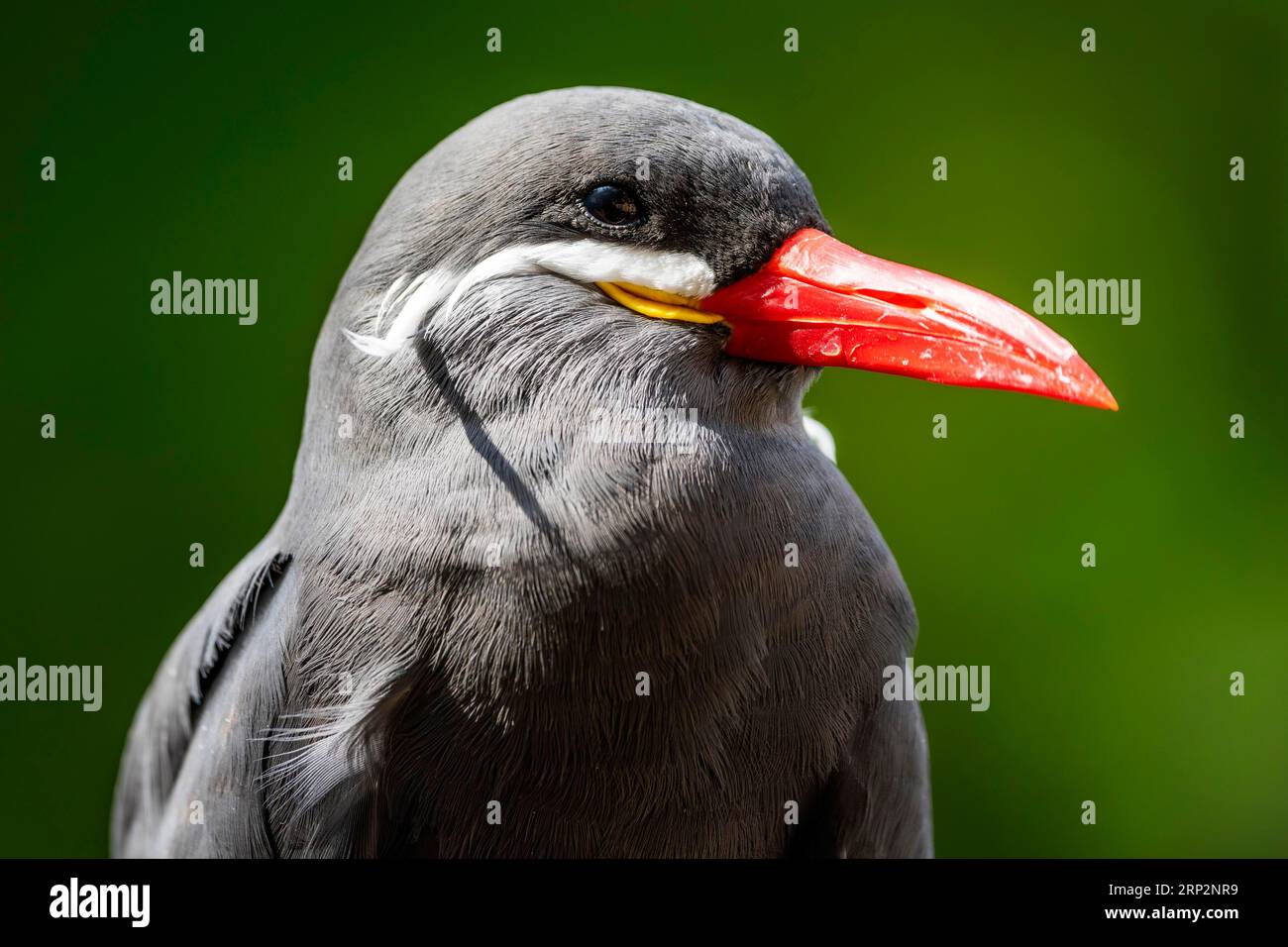 Inca Tern (Larosterna Inca) Animal portrait, Germany Stock Photo - Alamy