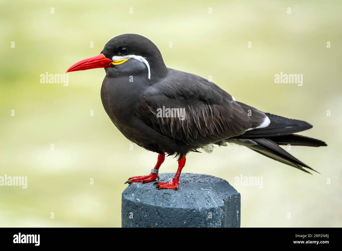 Inca Tern (Larosterna Inca) Animal portrait, Germany Stock Photo - Alamy